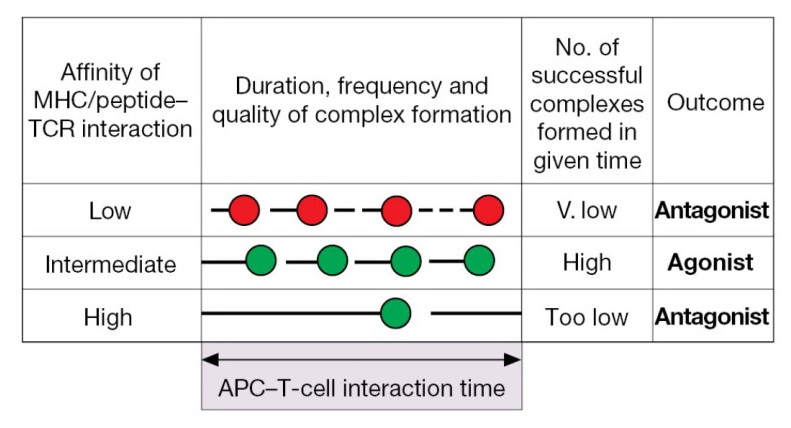 DYNAMIC INTERACTIONS AT THE IMMUNOLOGICAL SYNAPSE - pediagenosis