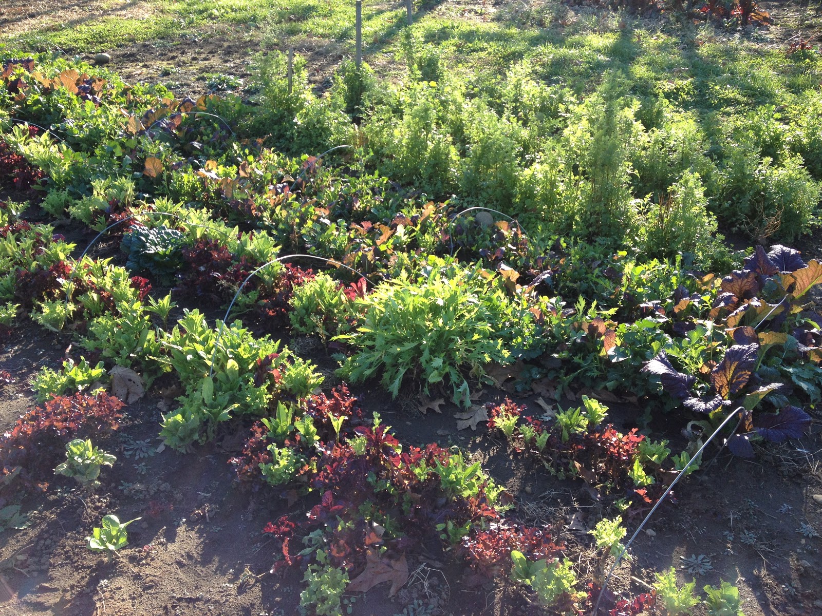 EcoHouse at Spring Valley Student Farm: Emergency Update
