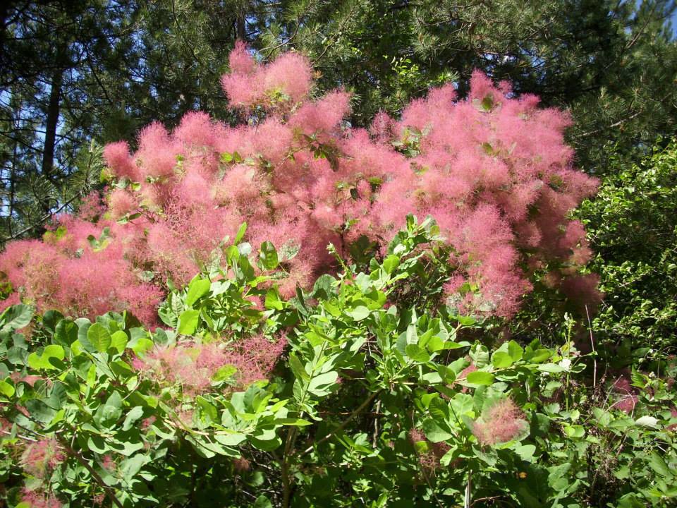 Smradlika, Tetra- Cotinus coggygria - Билки Лековити и Народна Медицина