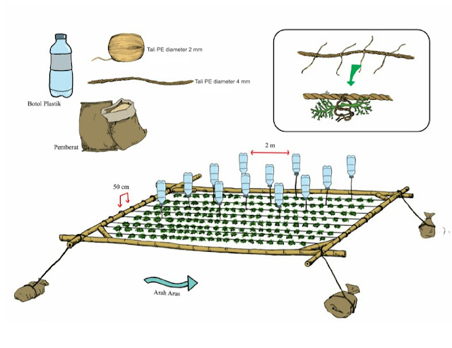 Budidaya Rumput Laut Euchema Cottoni Dengan Metode Rakit Apung ...
