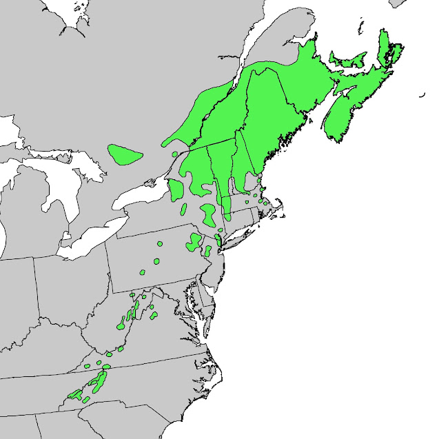Replant.ca Environmental: The Red Spruce tree (Picea rubens)