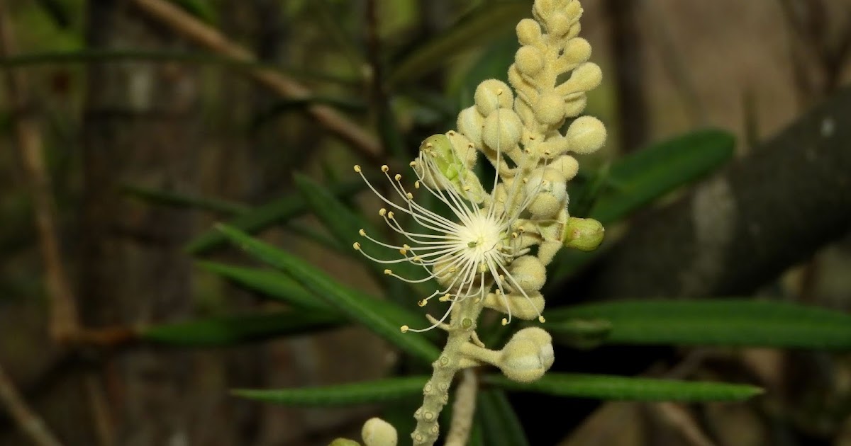 FAUNA E FLORA DO RN: Icó Neocalyptrocalyx longifolium (Mart.) Cornejo ...