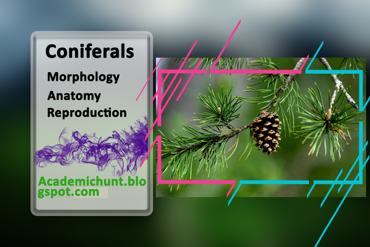 Conifer: Morphology, anatomy, and reproduction, types & characteristics ...