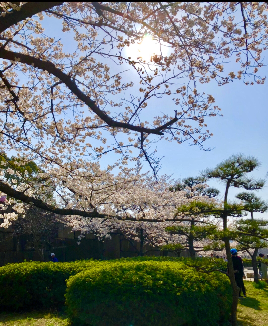 Photo Album ‘Nature, Seasons and Everyehere’: Sakura in Spring