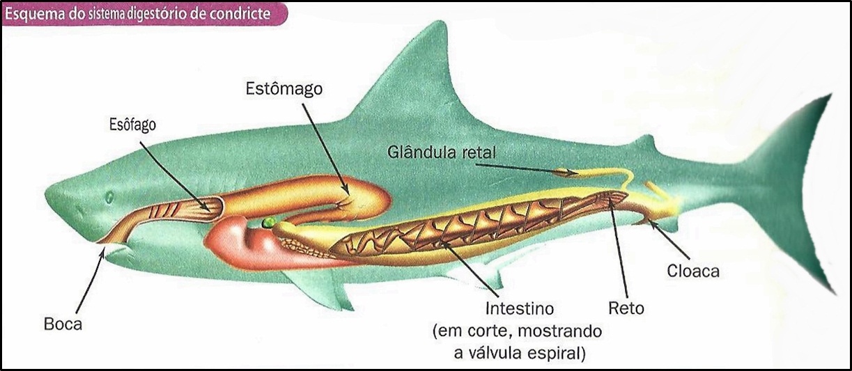 Ciências Biológicas: Peixes – Classe Condrichthyes (Condríctes)