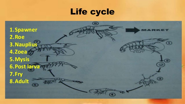 Aqua Culture: Fecundity of prawns