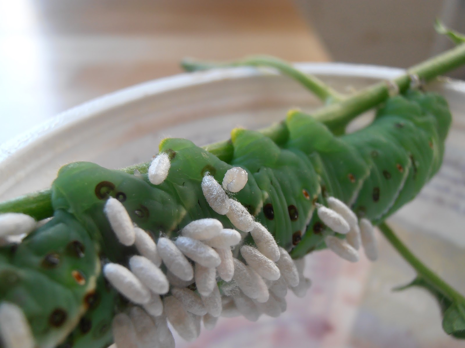 The Insect World: Manduca quinquemaculata: The Tomato Hornworm