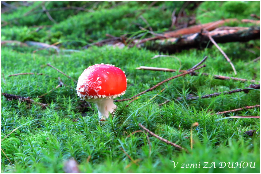 V zemi ZA DUHOU...: Poetika v lese... aneb mech všude, kam se podíváš