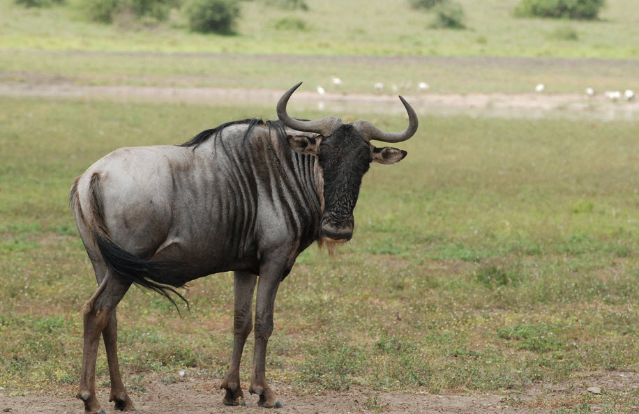 Wildebeest | The Biggest Animals Kingdom