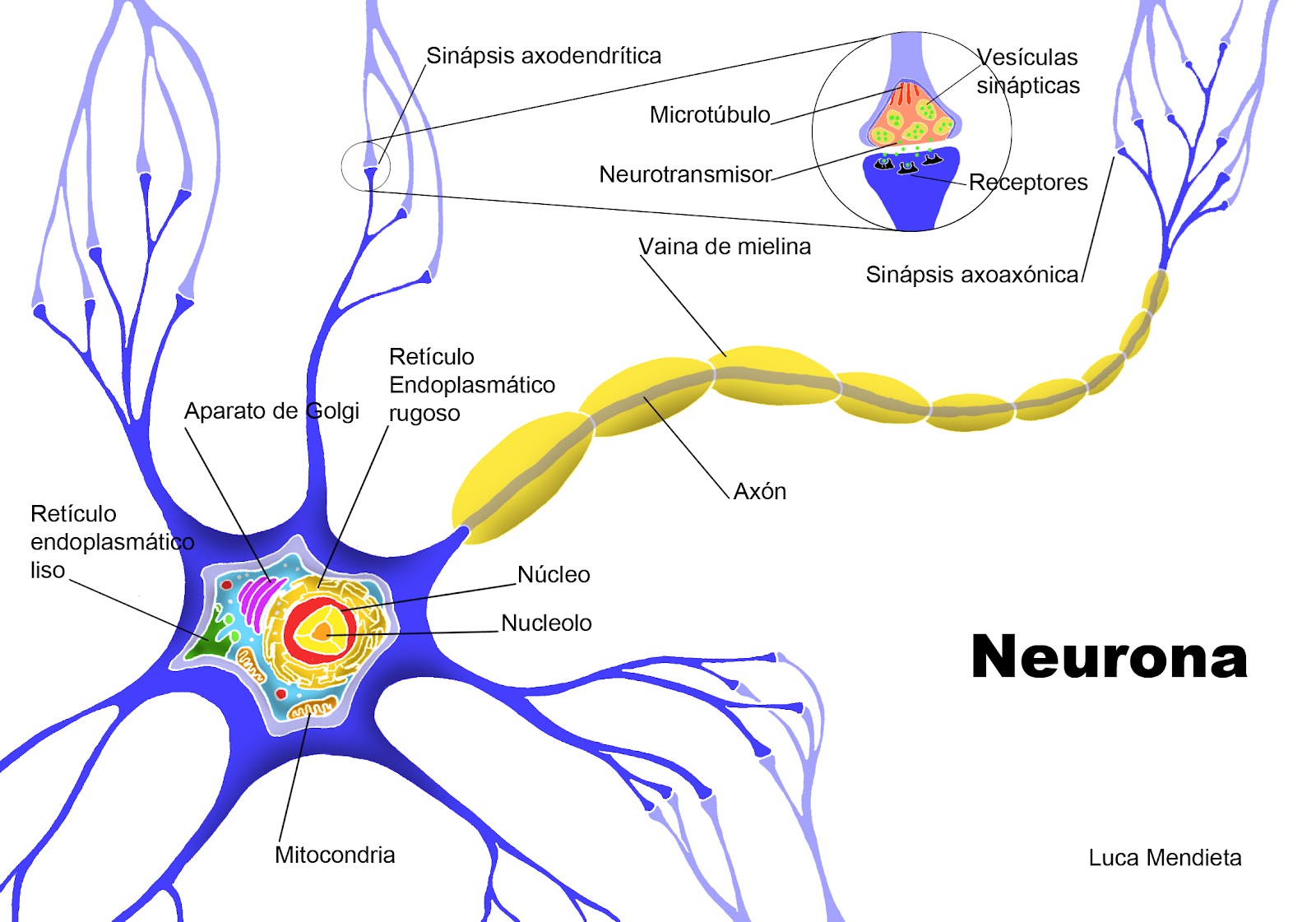 PSICOFISIOLOGIA: neurona