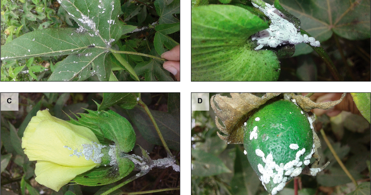 कपाशीवरील ढेकूण