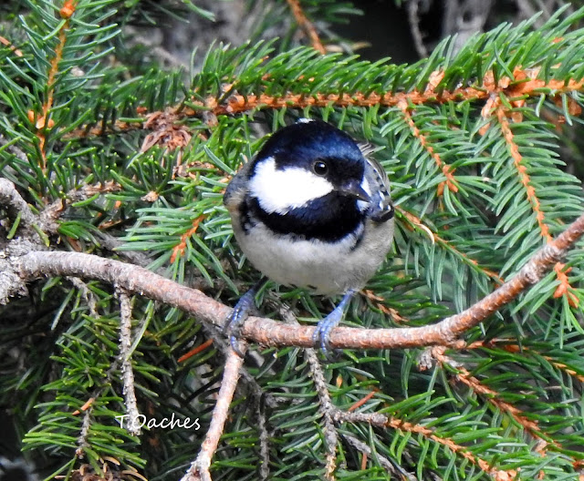 PASARI DIN ROMANIA: PITIGOI DE BRADET, Periparus ater