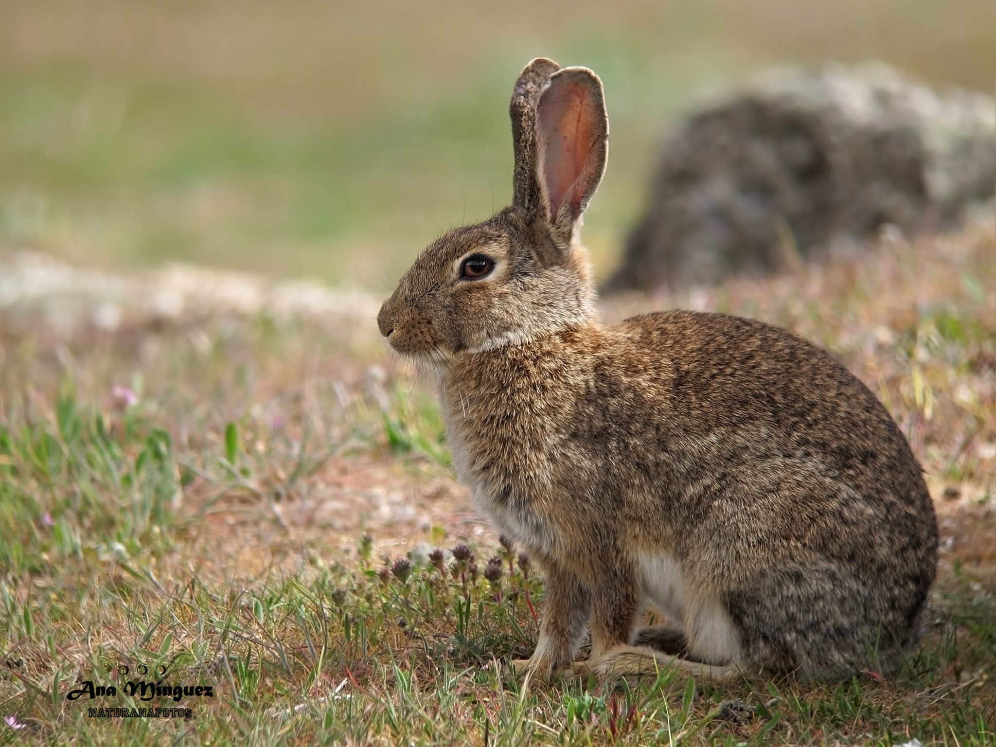 NATURANAFOTOS: Wild Madrid...