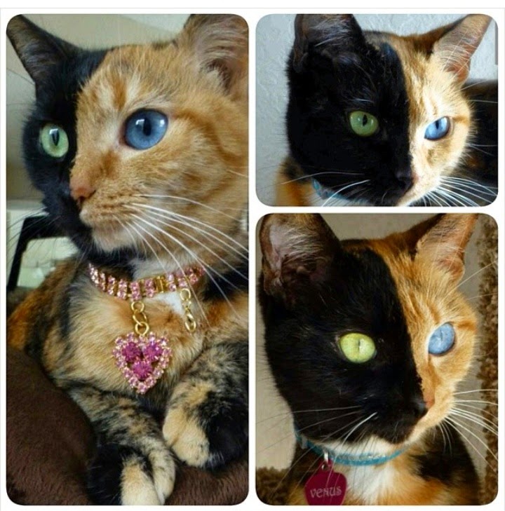www.mieranadhirah.com: Venus the two faced cat