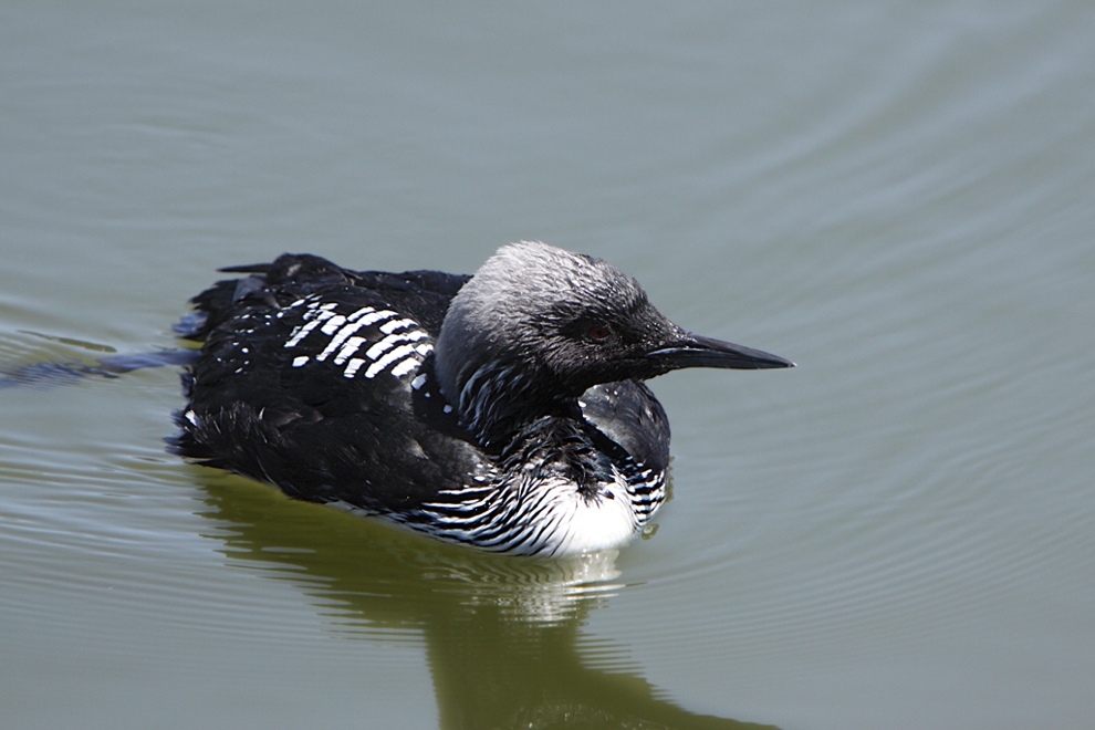 PACIFIC LOON