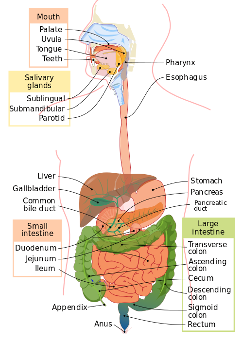 CBSE Papers Questions Answers MCQ CBSE CLASS 12 Biology cbse-papers-questions-answers-mcq-cbse-class-12-biology