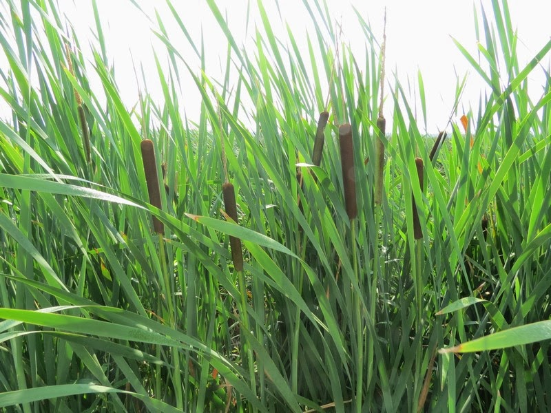 Texas Nature: Cattails and a Cat's Tails
