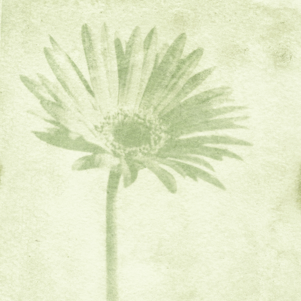 Brittography: Spinach Anthotypes!