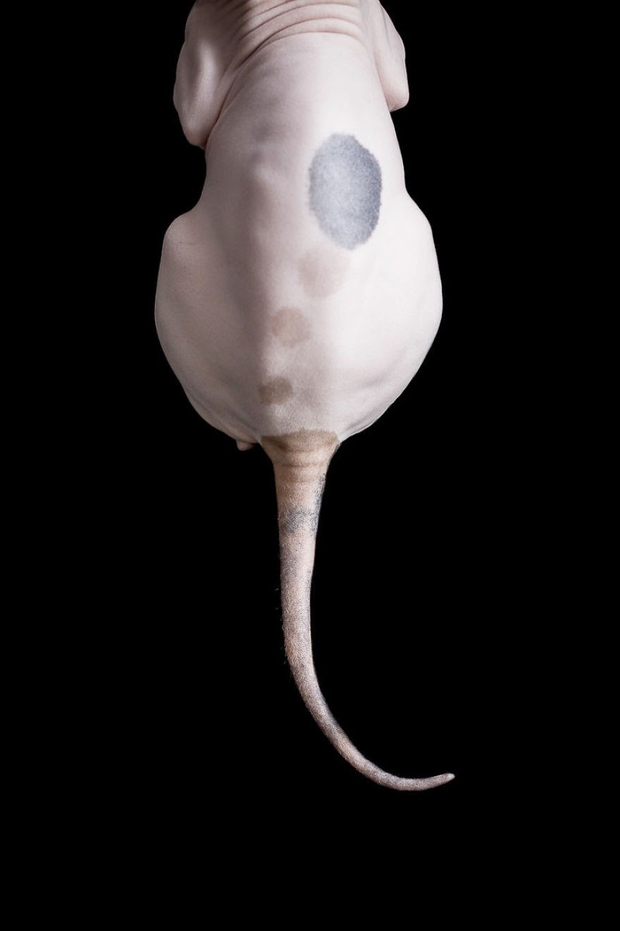 Jong Deng 9: Photographer Explores Odd Beauty Of Hairless Sphynx Cats