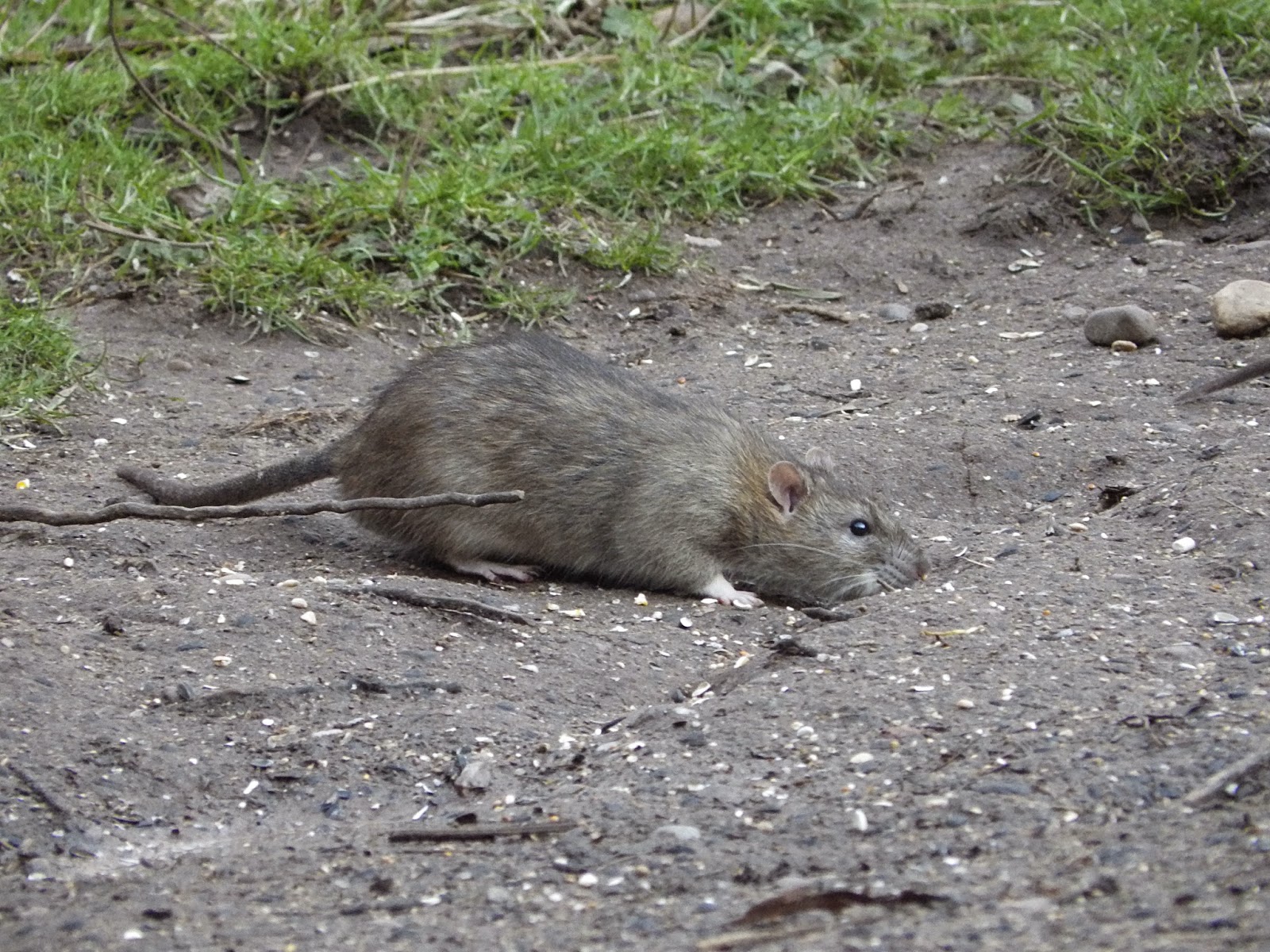 Georgia's Wildlife Watch.: Rats at The Wolseley Centre.