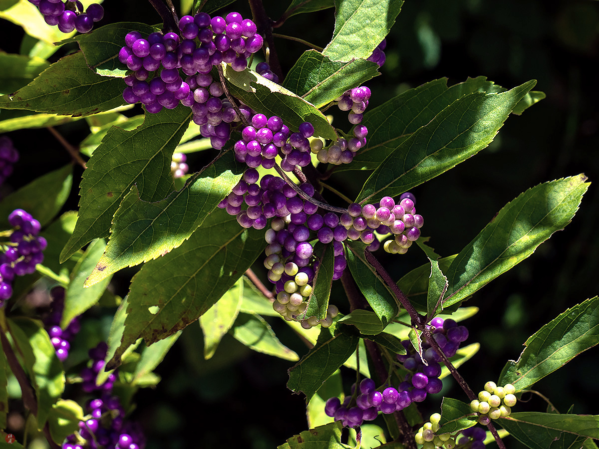 FROM THE GARDEN OF ZEN: October 2018