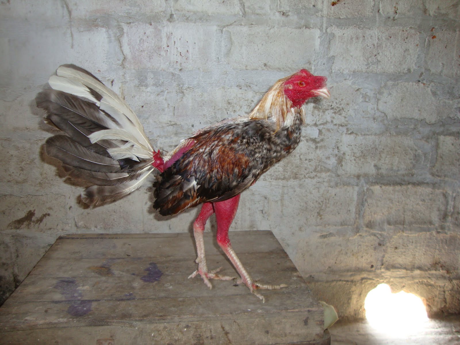 CRIADERO DE GALLOS FINOS LOS INDOMABLES: POLLOS GALLINAS YMAS