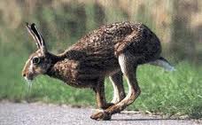 Fauna Patagonia: Liebre (Lepus europaeus)