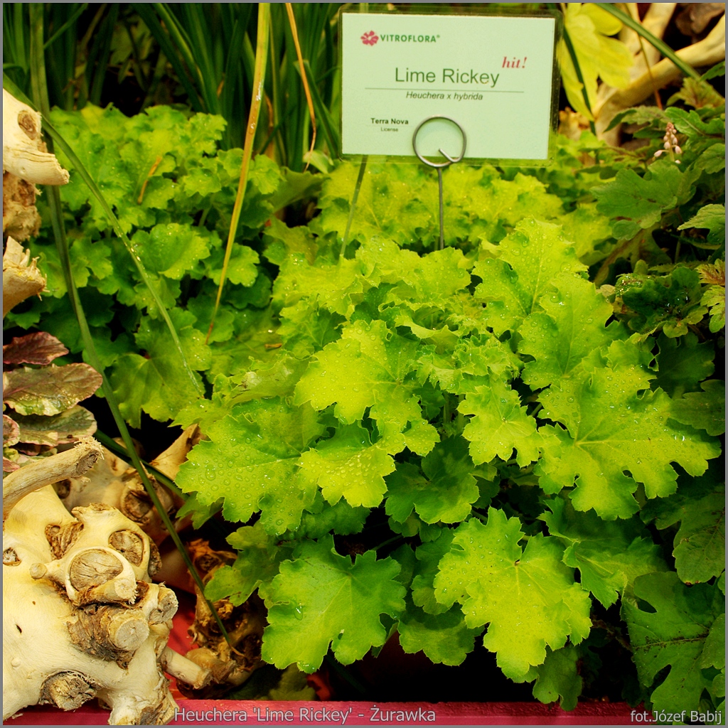 Plant Gallery - Encyklopedia Roślin: Heuchera hybr. 'Lime Rickey ...