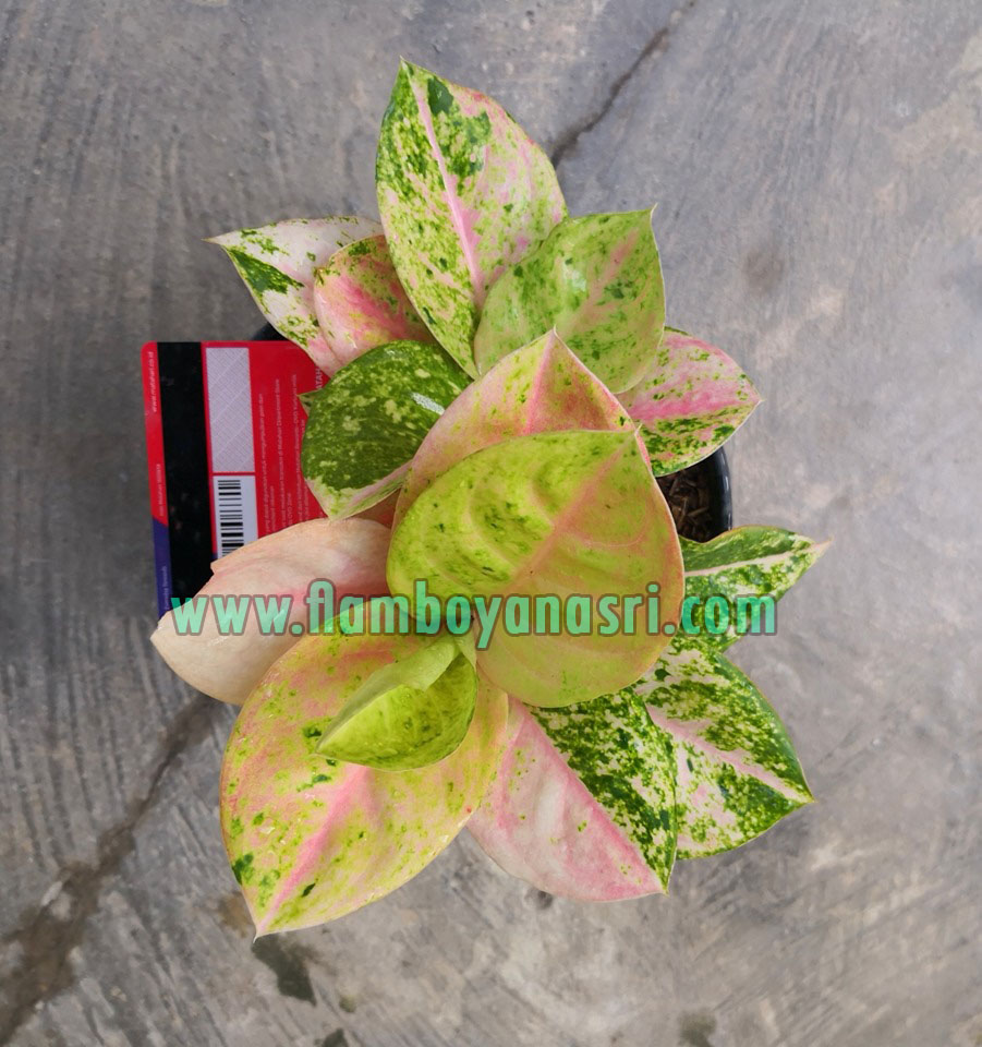 35 Jenis Aglaonema Beserta Gambar - TUKANG TAMAN SURABAYA