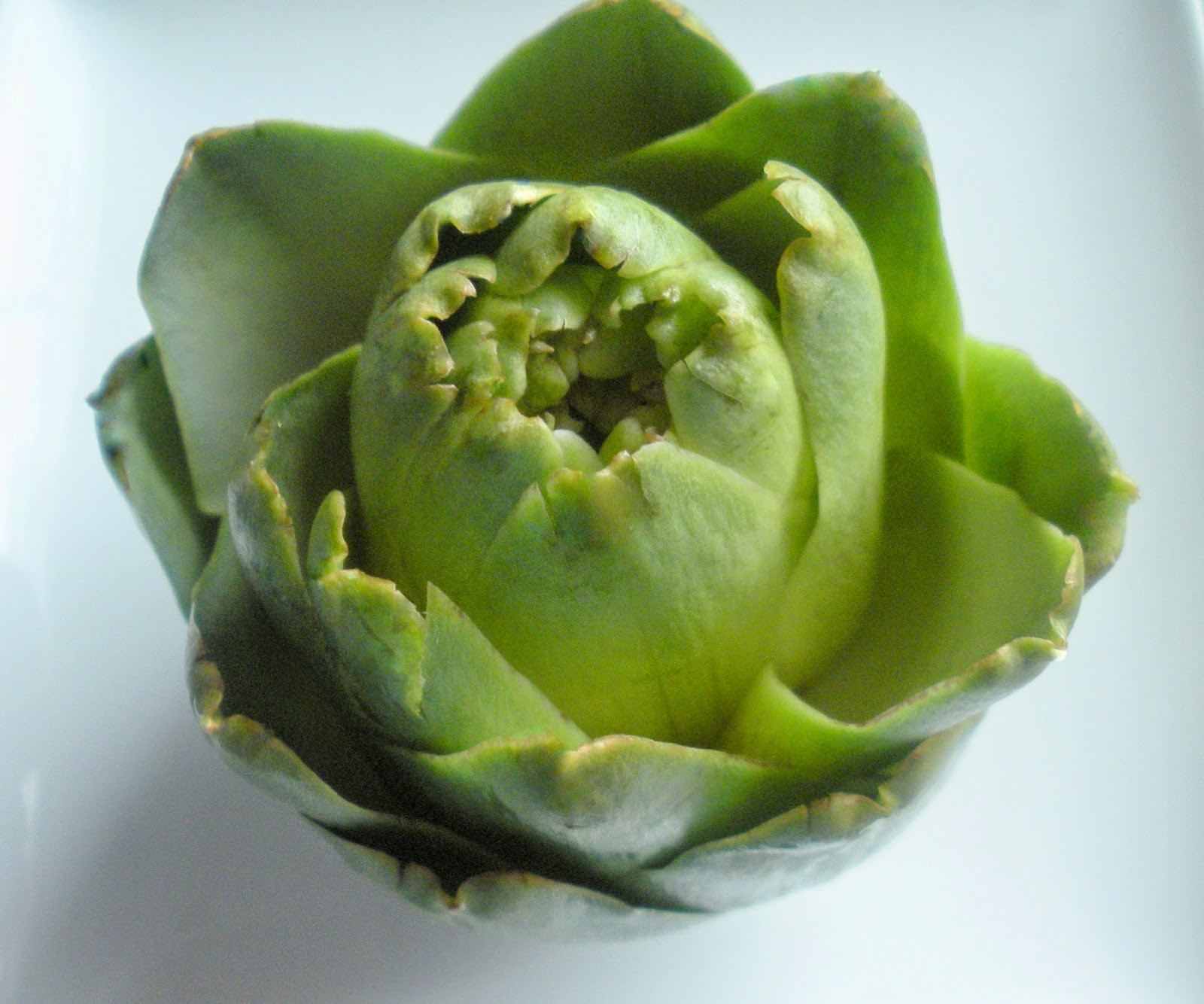 Aquí se cocina: Alcachofa en flor