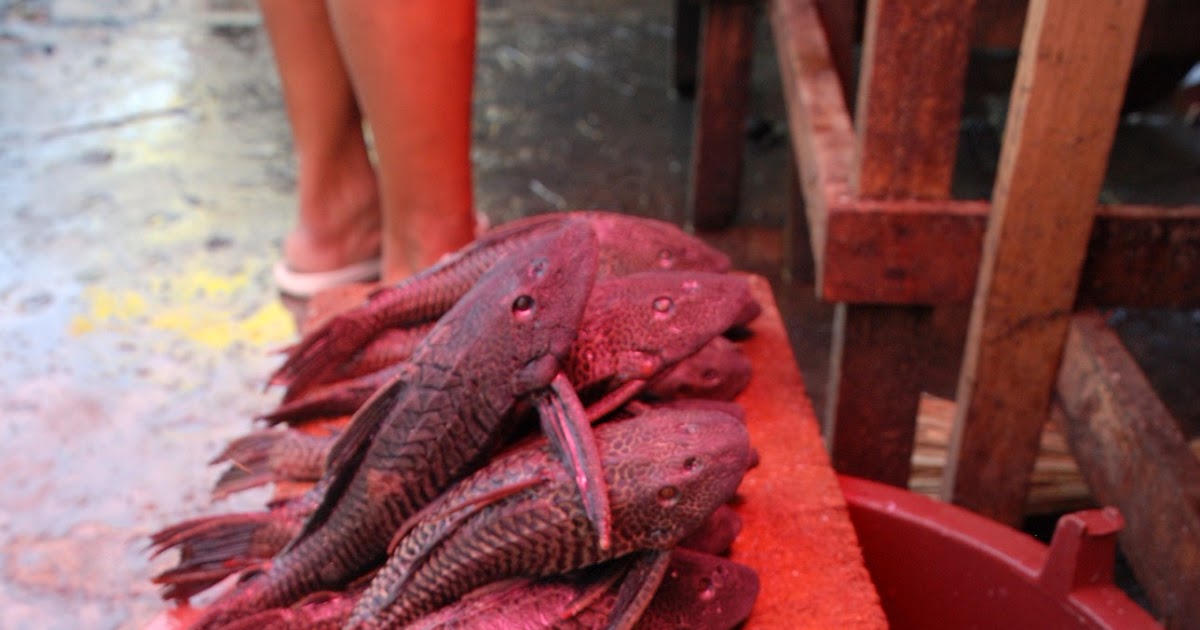 Carachama pez ~ KILÓMETROS Y KILÓMETROS