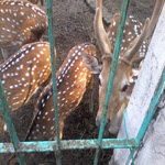 Travel Information in Bangladesh: Karamjol- The introducing of Sundarban