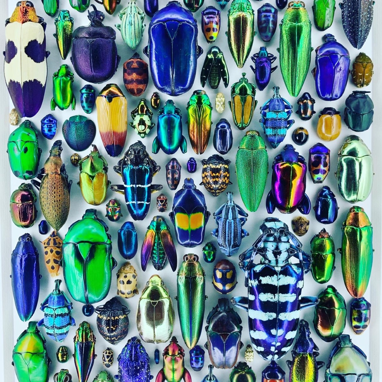 Daily Bread: Exquisite Creatures