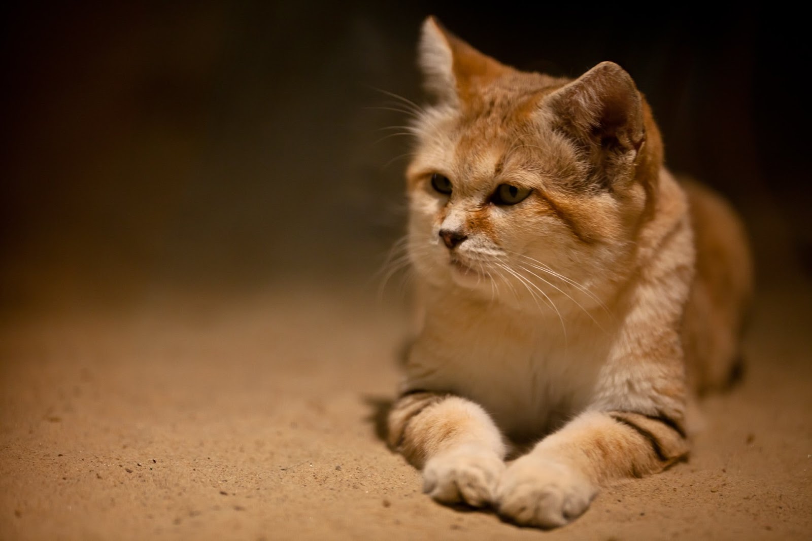 SAND CAT photos - wallpapers (ανανεωμένο) | the fun bank