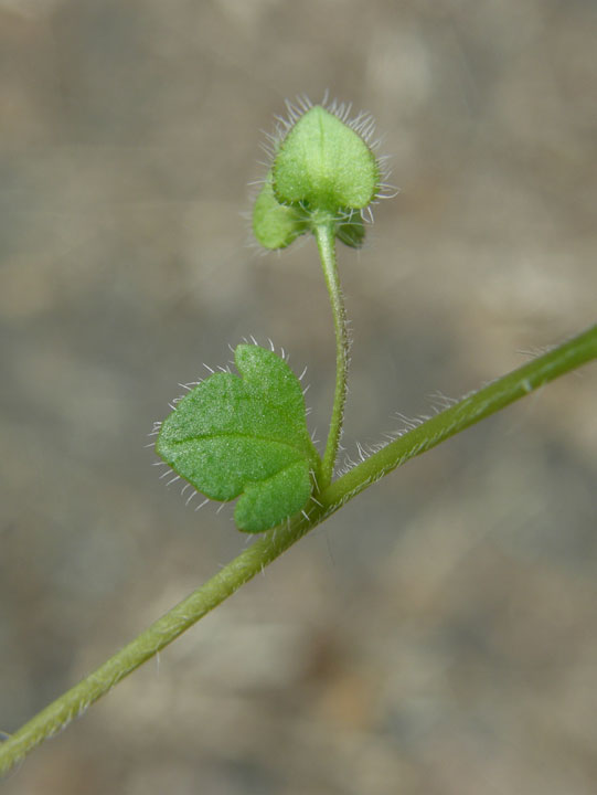Anybody Seen My Focus?: Ivyleaf Speedwell (Veronica hederifolia)