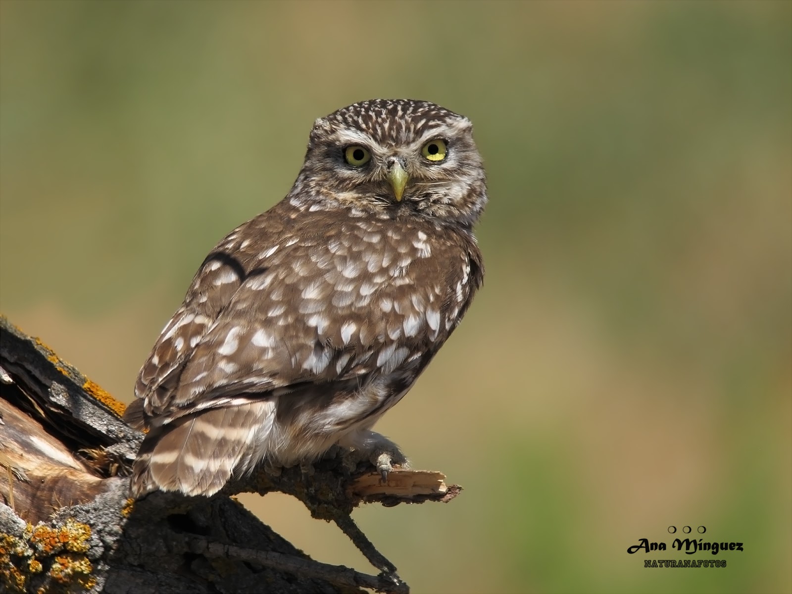 NATURANAFOTOS: Mochuelo europeo/ Little Owl