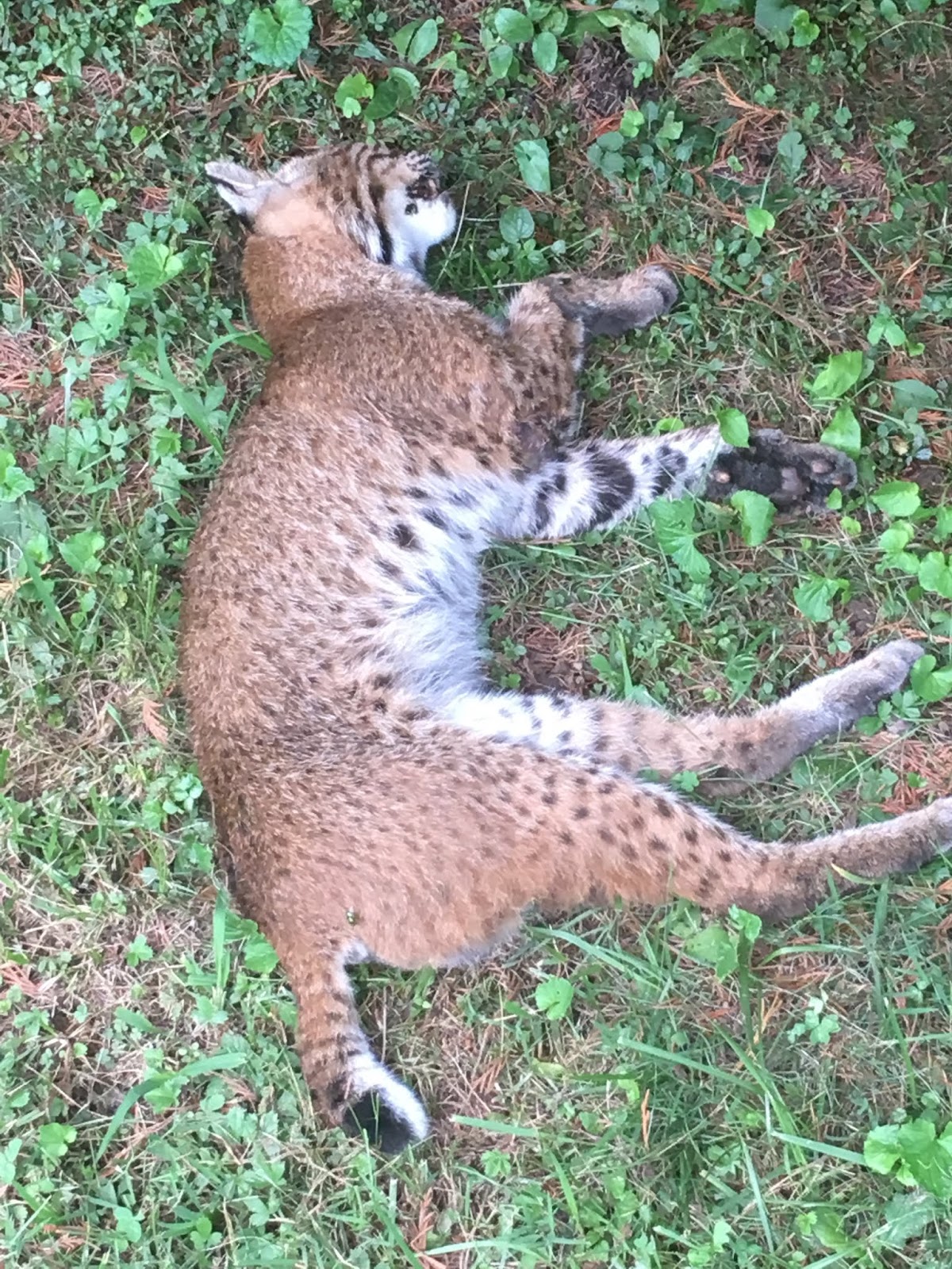 Mondo Marco: Sad bobcat story