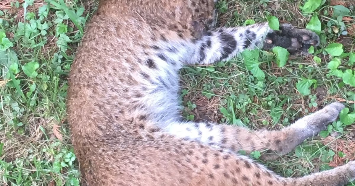 Mondo Marco: Sad bobcat story