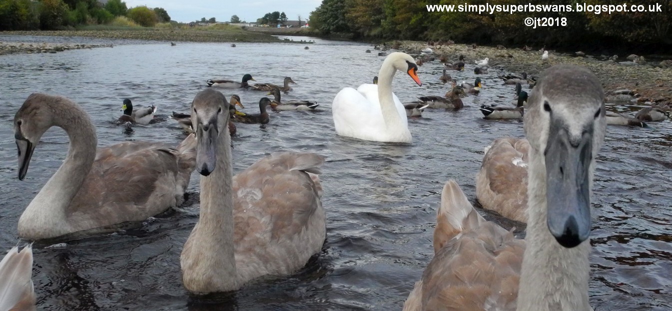 Simply Superb Swans: Curious Close up Cygnets