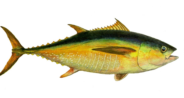 LA CUISINE FRANÇAISE D'ANTAN .: IL EST DE BON TON DE MANGER DU THON.