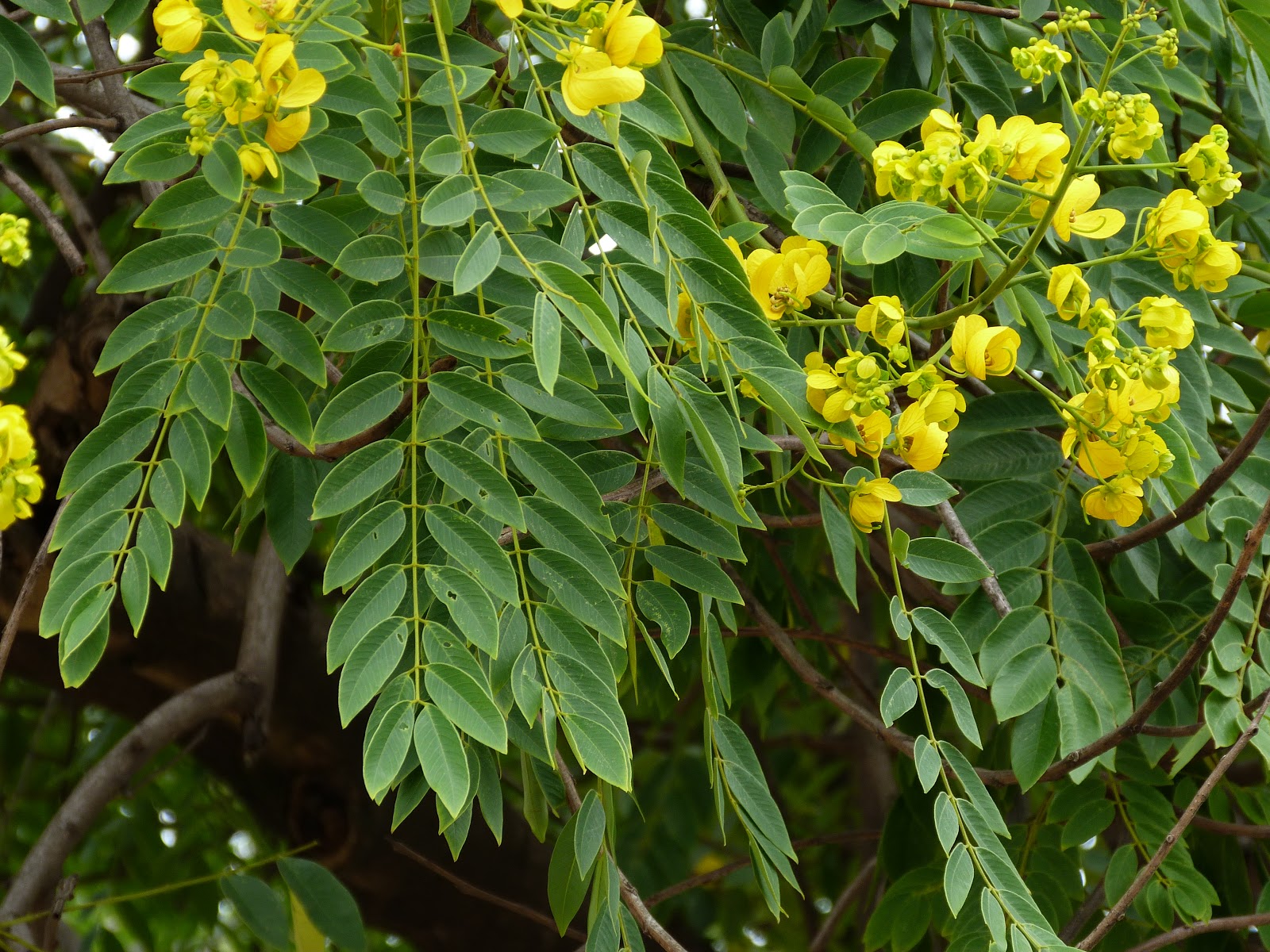 DEZEMBRO: Cássia do Nordeste, Pau-Fava/Aleluia