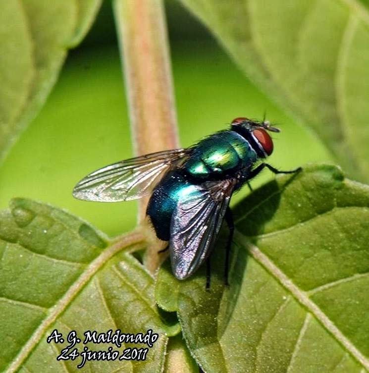 Biodiversidad Costa Granadina y ... (Fauna): Mosca verde de la carne ...