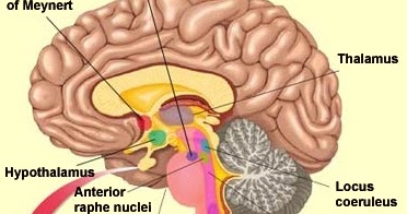 Reticular formation. Reticular Activating System.Reticular formation.