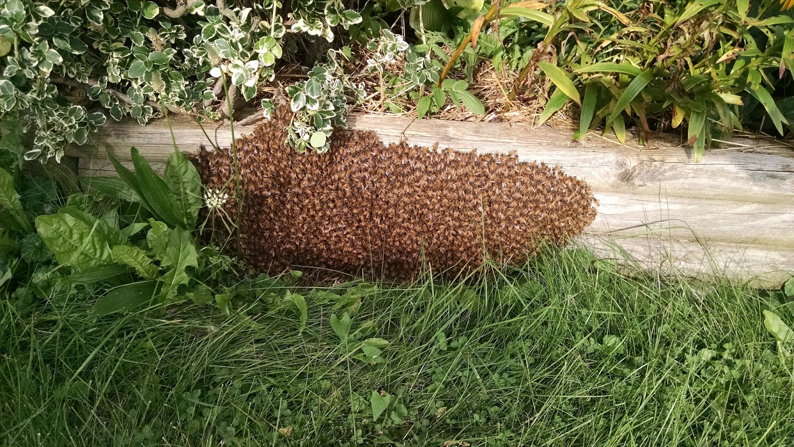 Knee Deep in Sheep: Those Bees