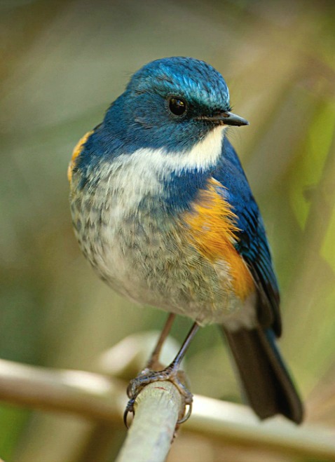 40+ Most Re pinned Birds On Pinterest - UltimateRepins