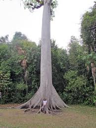 Flora y Fauna del Estado de Tabasco: La flora de Tabasco...