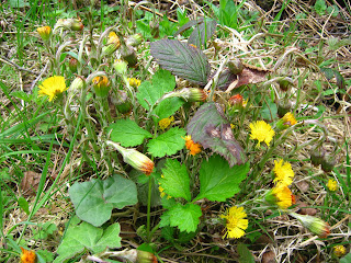 Circle of the Year: Coltsfoot Rock and Bread and Cheese