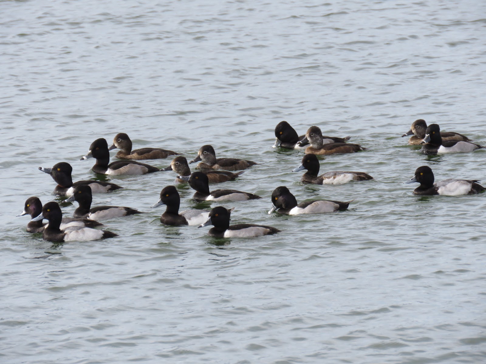 Bird & Travel Photos, Birding Sites, Bird Information: MIXED FLOCKS OF ...