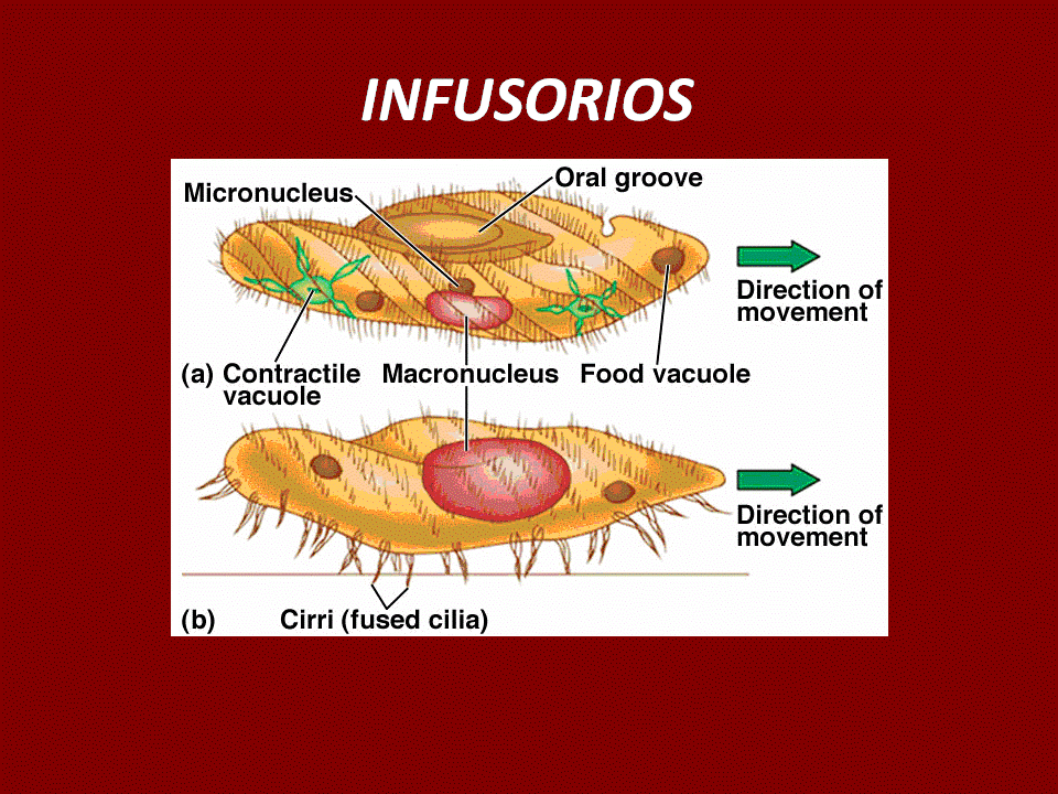 J68: SARCODINOS E INFUSORIOS