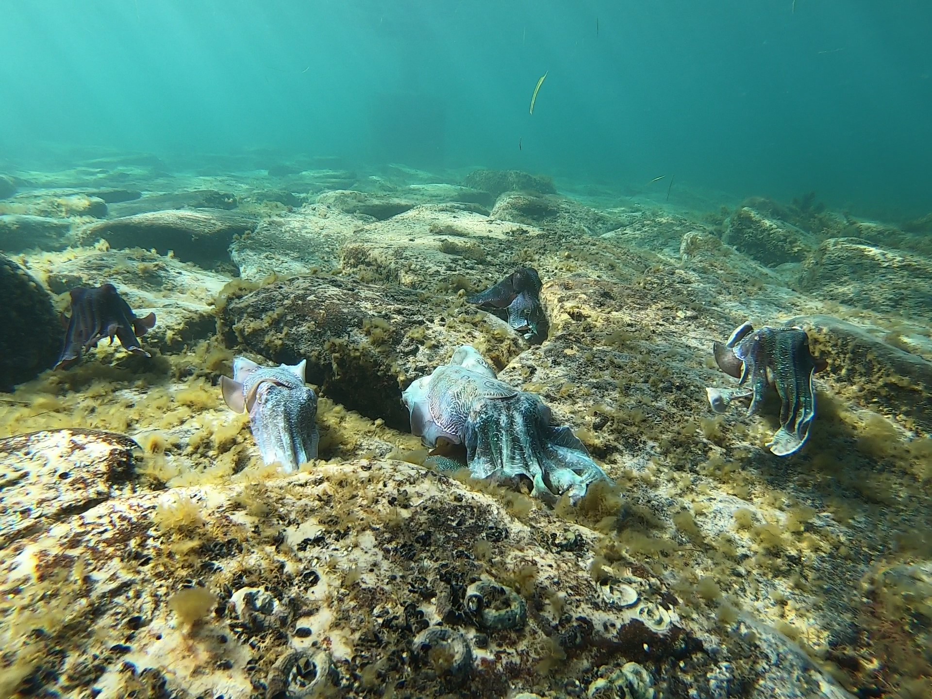 Beneath the waves at South Australia's giant cuttlefish marine spectacle